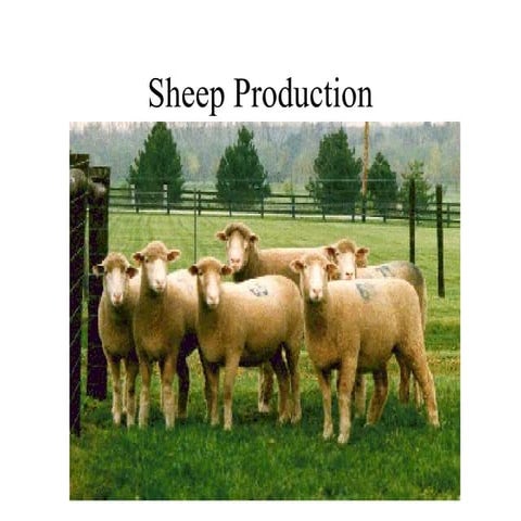 SHEEP animal science presentation for ag | PPTX