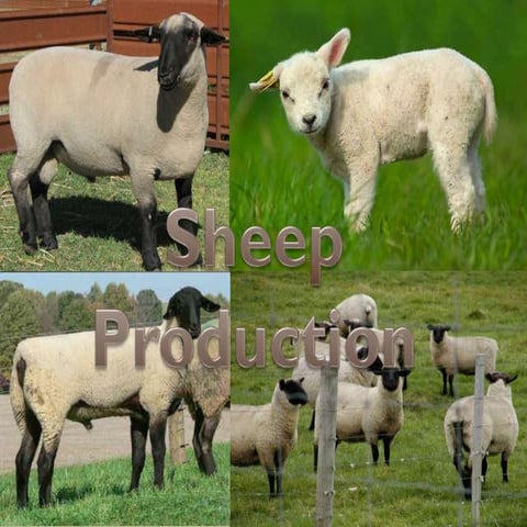 Sheep-Production.pptx