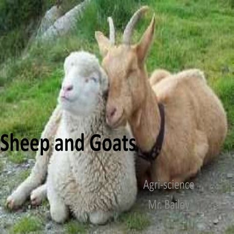 sheep_and_goats.ppt