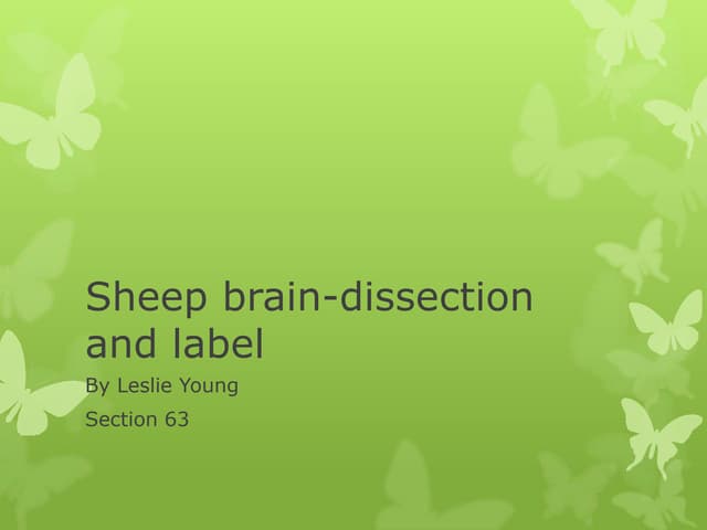 Sheep+brain+dissection | PPT