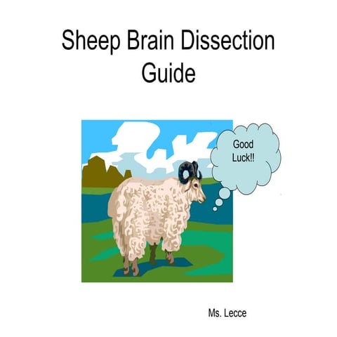 Sheep+brain+dissection | PPT