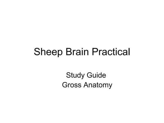 Sheep brain dissection and label | PPT