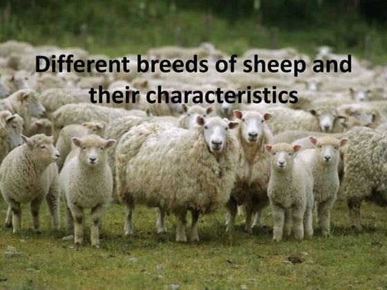 sheep_and_goats.ppt