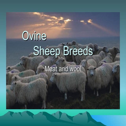 Sheep breeds | PPT