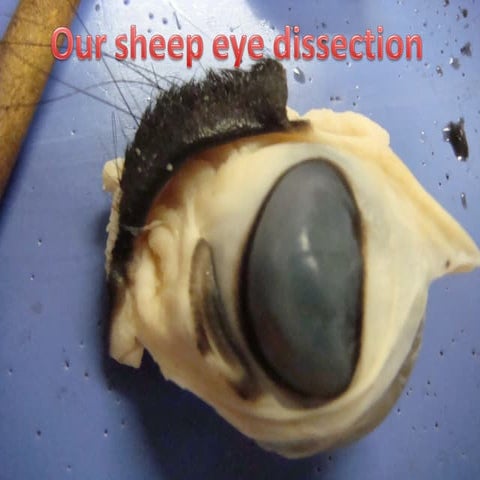 Sheep eye dissection | PPT