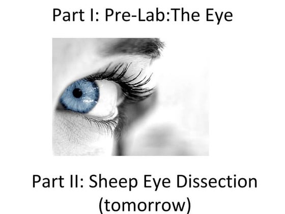 Cow eye – dissection and label | PPTX