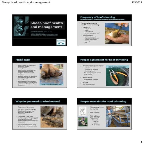 Sheep hoof health | PDF