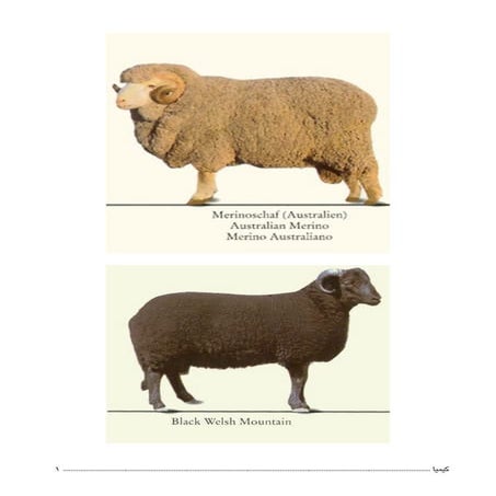Sheep images | PDF