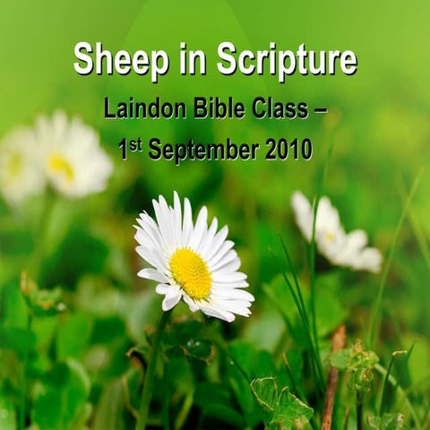 Sheep in scripture | PPTX