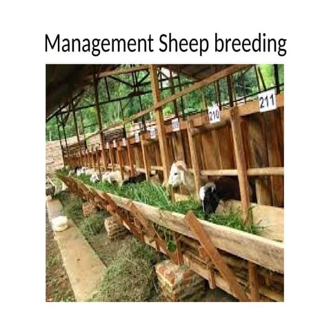 Sheep_Management_Java_Indonesia 2.pptx... | PPT