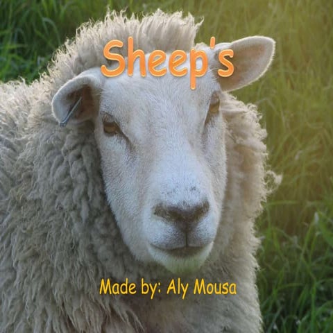 Sheeps | PPT