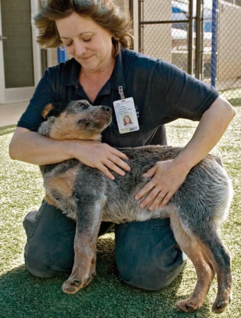 Virginia Chipurnoi - President of a Renowned Animal Welfare ...