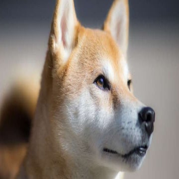 Shiba Inu Dog Breed Presentation | PPTX