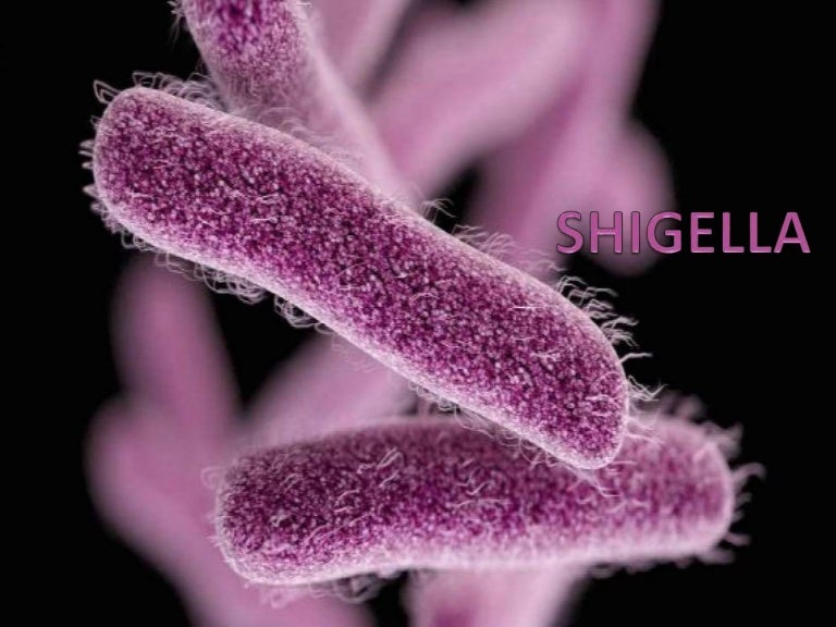 Shigella