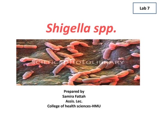 Proteus spp lecture | PPT