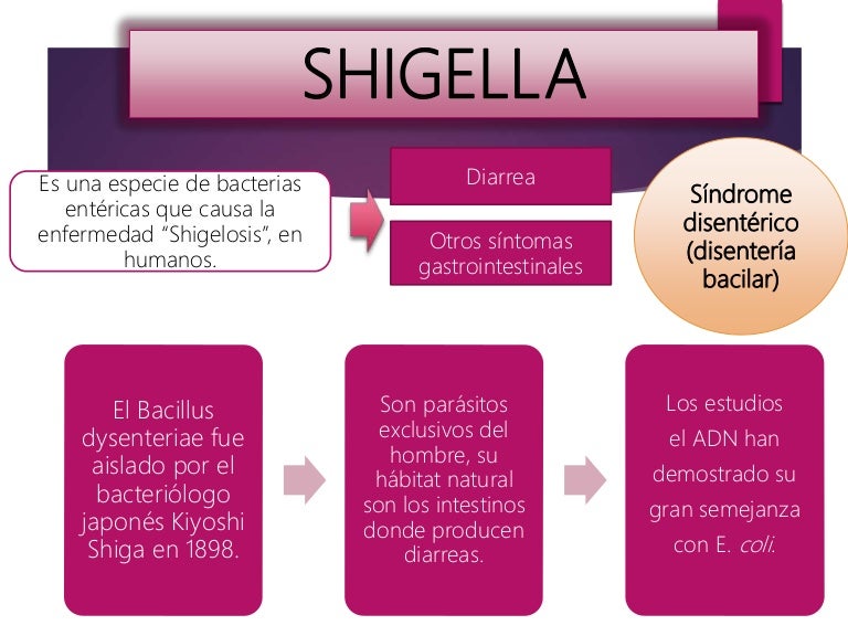 Shigella