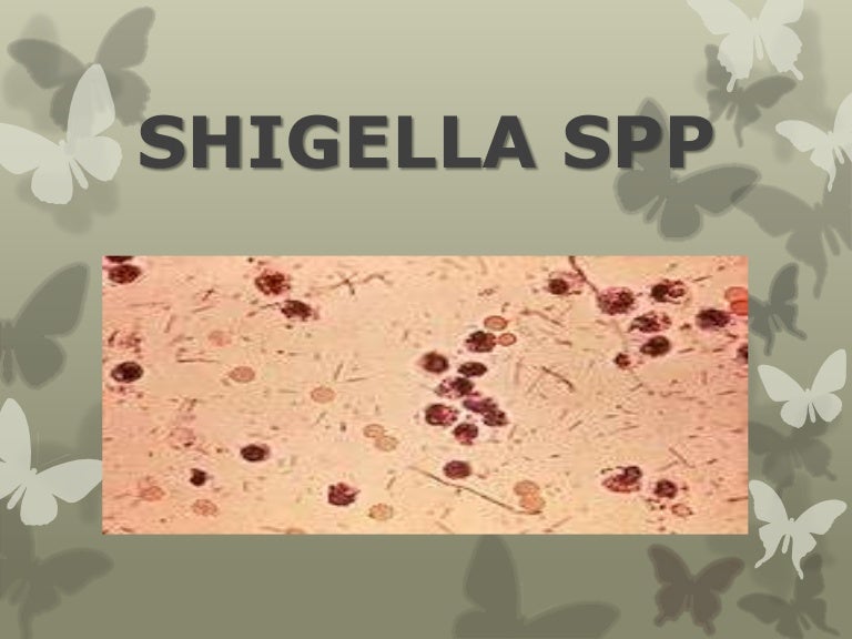 Shigella sp