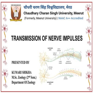 Propagation of nerve impulses | PPTX