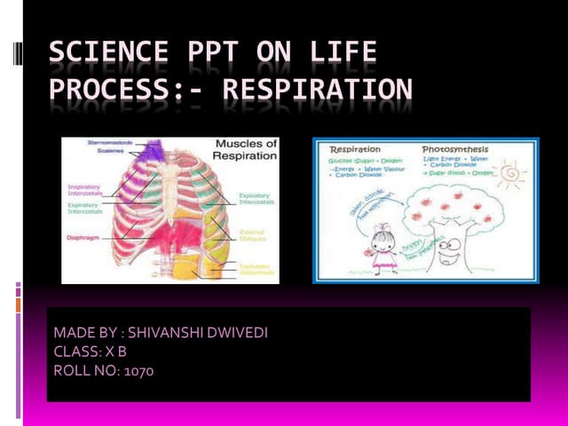 respiration science ppt by shivanshi dwivedi | PPTX respiration science ppt by shivanshi dwivedi | PPTX