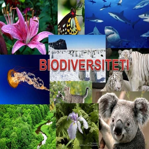 Biodiversiteti | PPTX