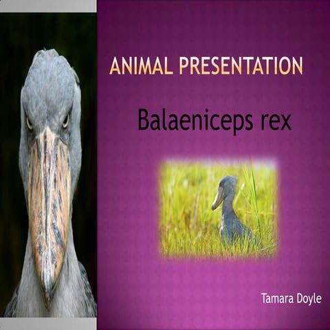Shoebill | PPTX