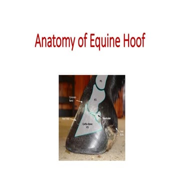 Shoeing-1; Hoof Anatomy & Hoof Anatomy.pptx