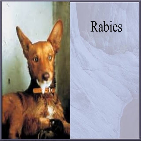 the slides introduces the infectious virus-rabies.ppt
