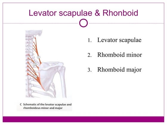 Neck & trunk rom measurement | PPT | Death, Injury, or Military ...