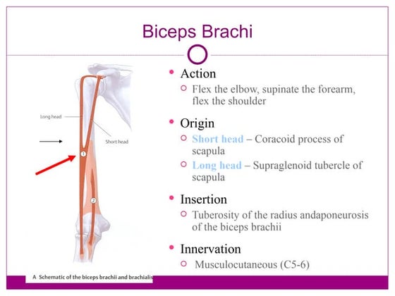 Cervical spine gonio | PPTX | Death, Injury, or Military Conflict ...