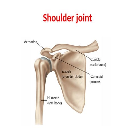 SHOULDER JOINT.pptx allll Enteric nervous system. pptxtumor final ...