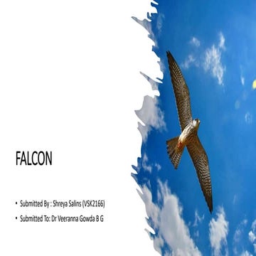 Falcon | PPTX