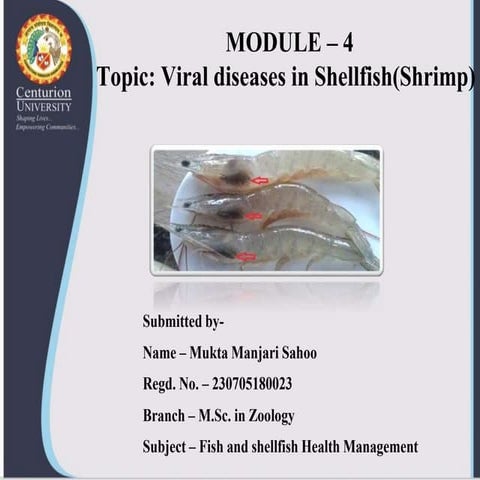 Viral diseases in shellfish--shrimp-virus | PPTX