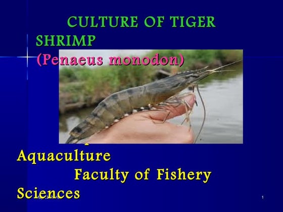 Shrimp Culture | PPTX