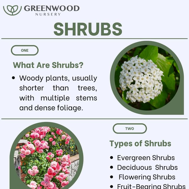 Enhance Your Garden’s Beauty with Shrubs | PDF