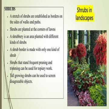 Shrubs in landscapes.pptx