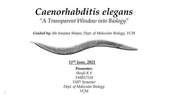 Phylum Porifera - Sycon | PPTX