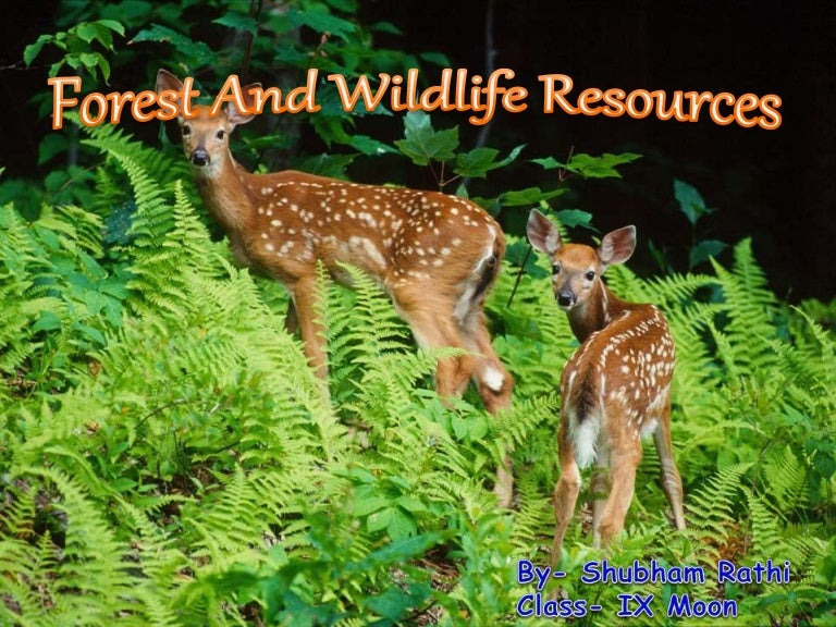 FOREST AND WILDLIFE