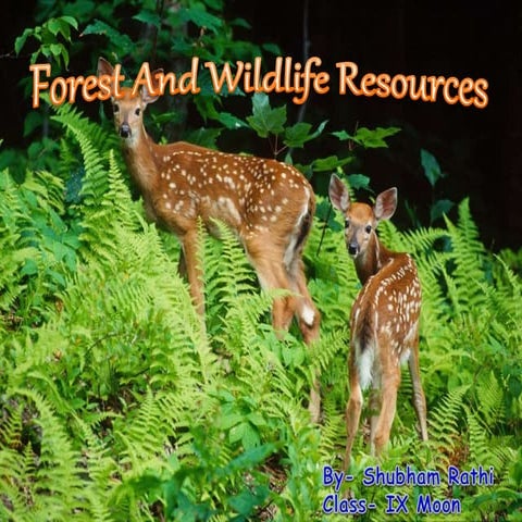 FOREST AND WILDLIFE | PPTX