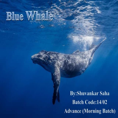 Blue Whales | PPTX