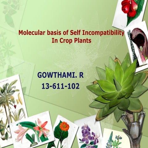 Molecular basis of Self Incompatibility In Crop Plants | PPT