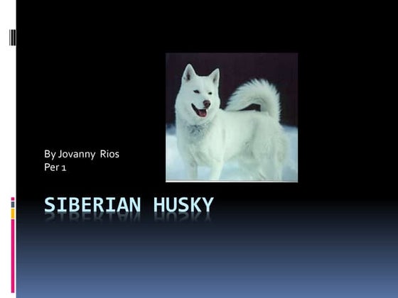 Husky | PPT