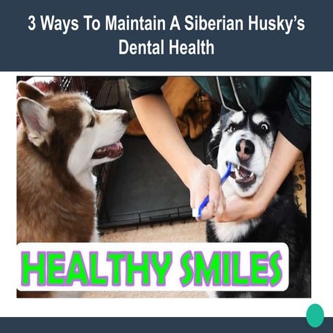 Siberian Husky Dental Health | PPT