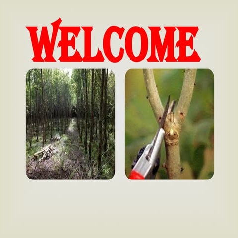 Forest classification of forest according to their area | PPTX