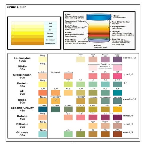 Urine analysis & Hematology Slides | PDF