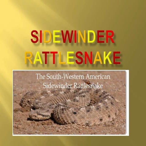 Sidewinder Snake