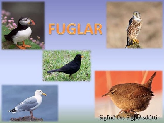 Fuglar | PPT