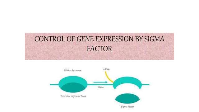 Genome organization in prokaryotes(molecular biology) | PPTX