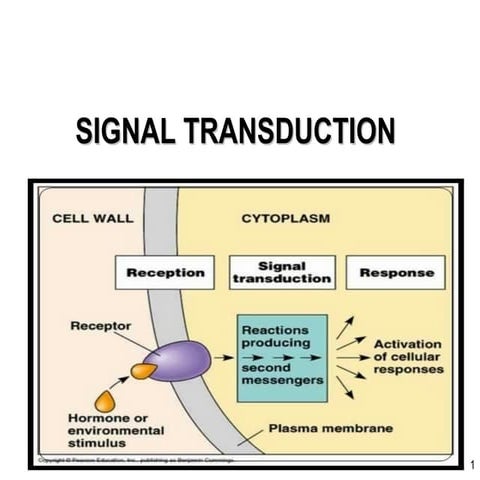 SIGNAL TRANSDUCTION pathway b iology.ppt