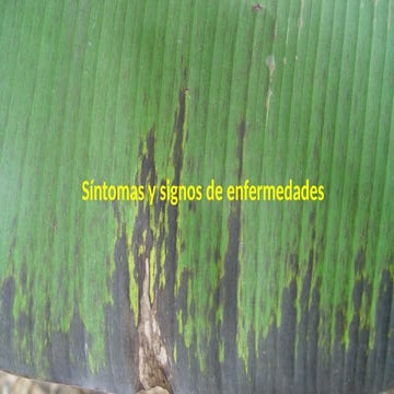Signos-y-sintomas-de-enfermedades en los cultivos.pptx