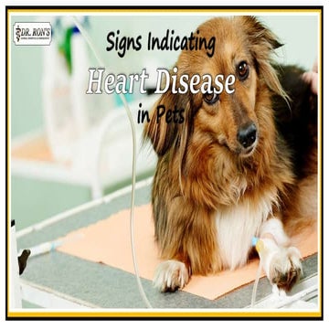 Diseases of the cardiovascular system IN ANIMALS | PPTX